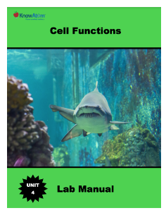 Food and Energy Flow in Cells | Understanding Photosynthesis and ...