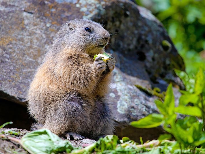 NGSS 5th Grade - STEM Curriculum | KnowAtom