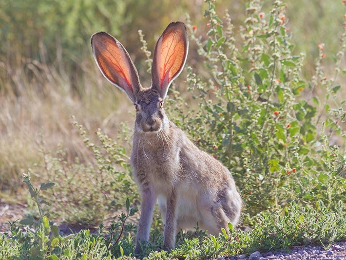 NGSS 5th Grade - STEM Curriculum | KnowAtom