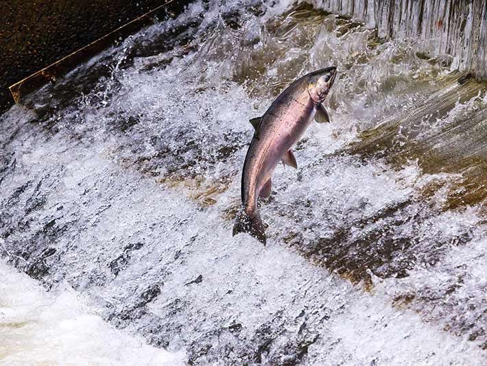 NGSS 4th Grade - STEM Curriculum | KnowAtom